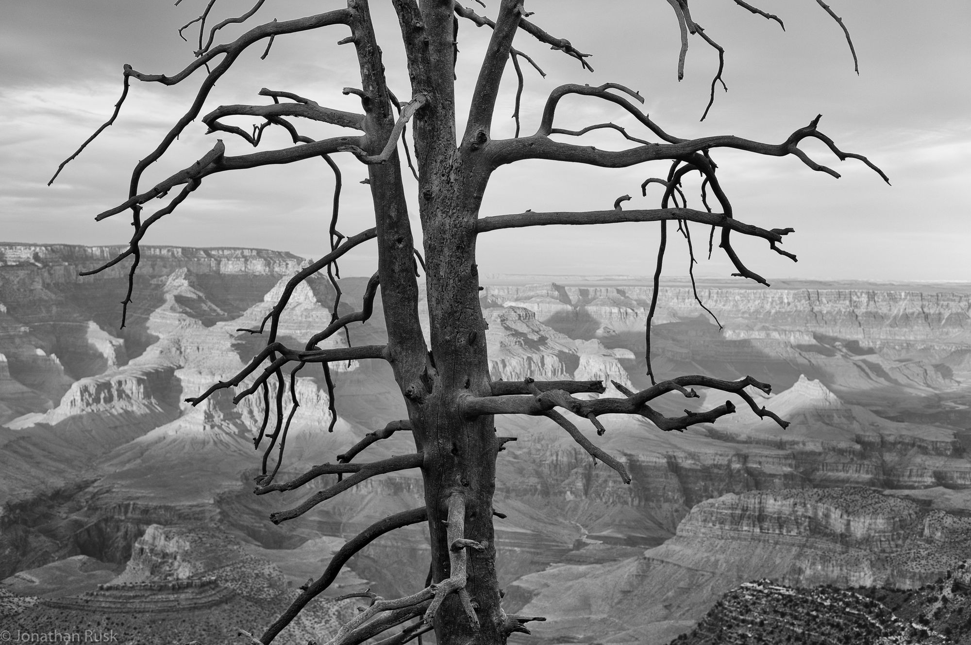 Dead Tree over South Rim